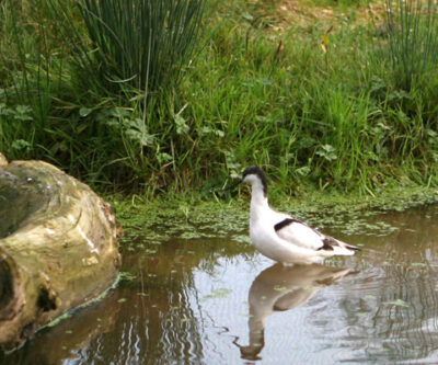 Slimbridge WWT - Base Structures
