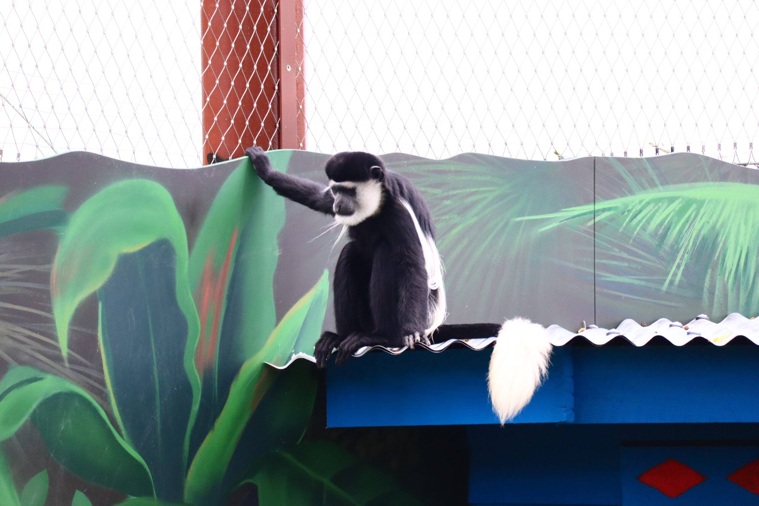 Drusillas Zoo Park - Base Structures